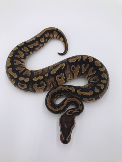 Visual Paint Ball Python by Wreck room snakes