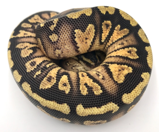 Pastel Visual Paint Ball Python by Wreck room snakes