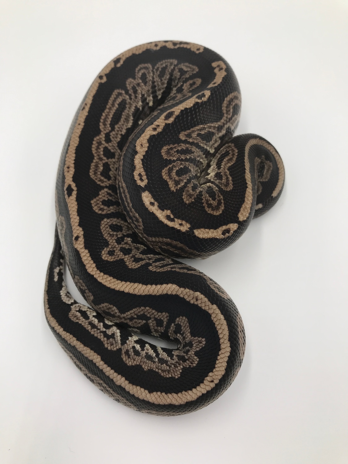 Black Pastel Het Red (Onyx) Ball Python by Wreck room snakes - MorphMarket