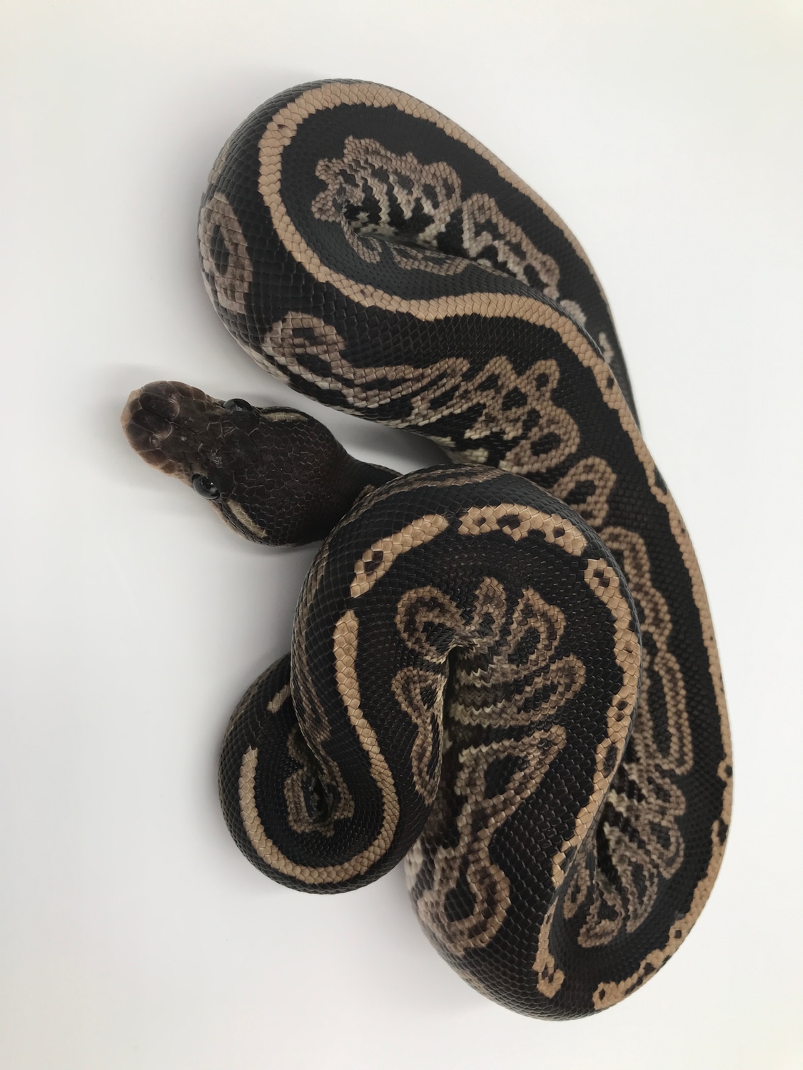 Black Pastel Het Red (Onyx) Ball Python by Wreck room snakes - MorphMarket