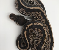 Black Pastel Het Red (Onyx) Ball Python by Wreck room snakes - MorphMarket