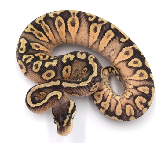 Super Pastel Visual Paint Ball Python by Wreck room snakes