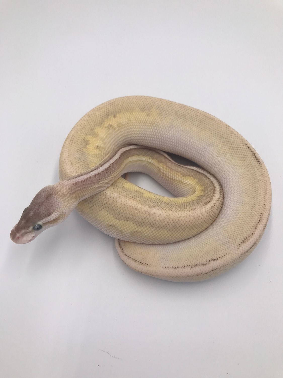 Pewter Lesser Het Genetic Stripe Ball Python by Wreck room snakes ...