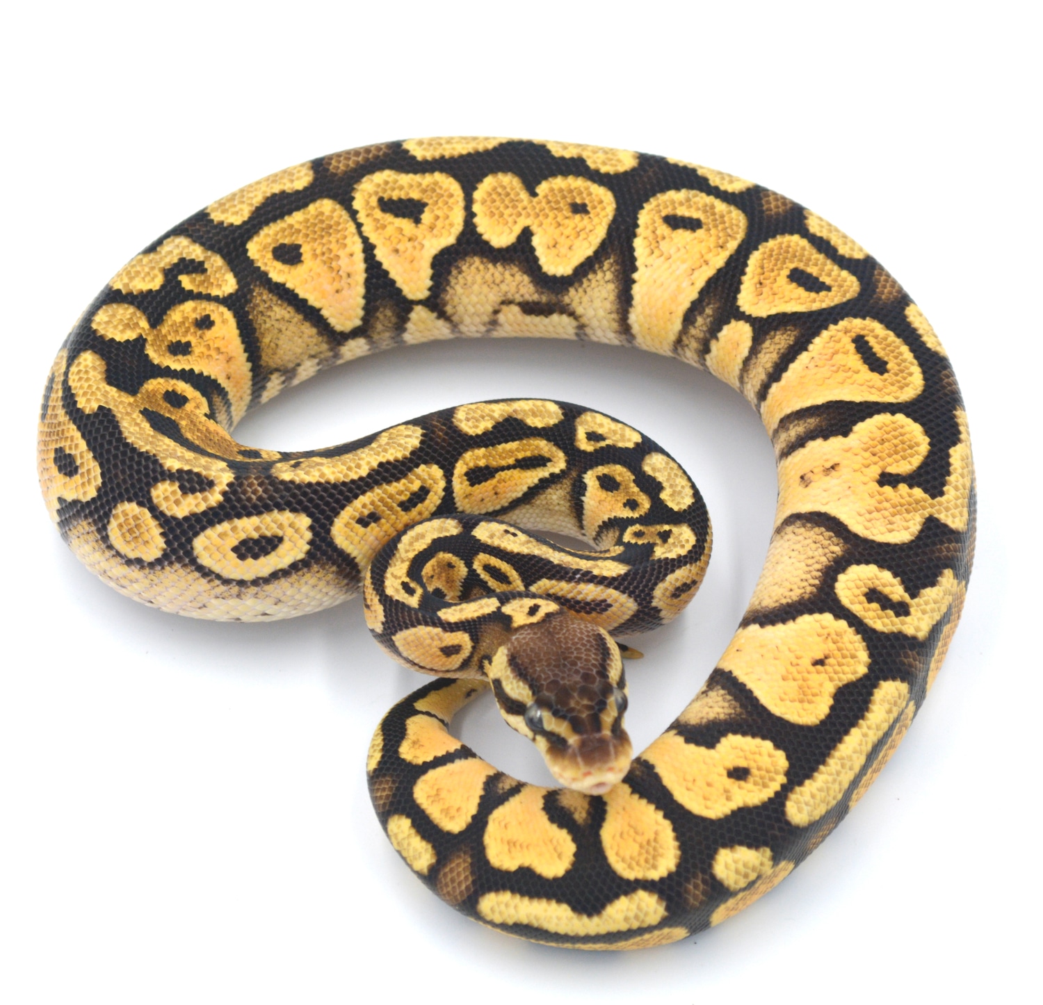 Pastel Het Paint Ball Python by Wreck room snakes - MorphMarket