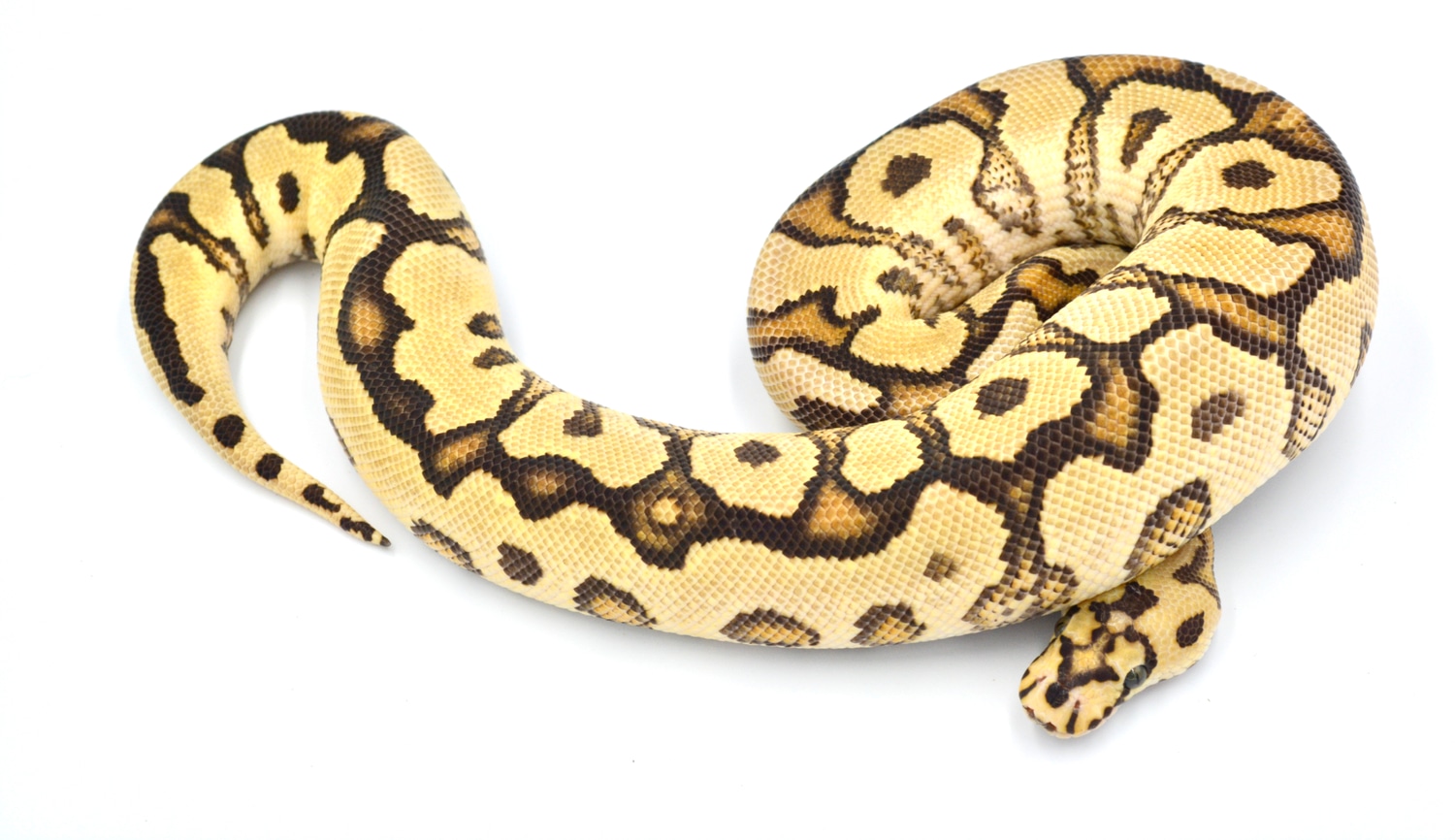Fire Spotnose Clown Ball Python by Wreck room snakes - MorphMarket