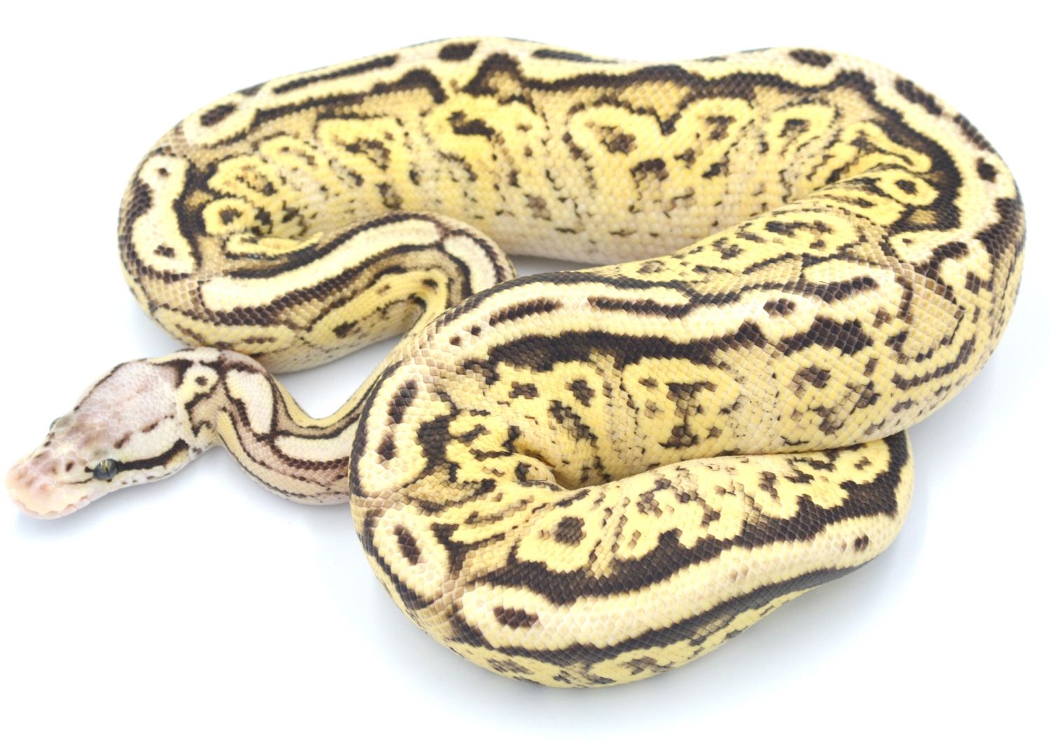 Pastel Bongo Spotnose Het Clown Poss Fire Ball Python by Wreck room ...