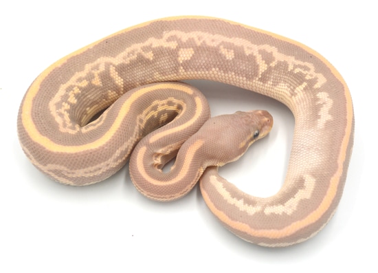 Banana Cinnamon Leopard Mystic Or Mojave Ball Python by Wreck room snakes