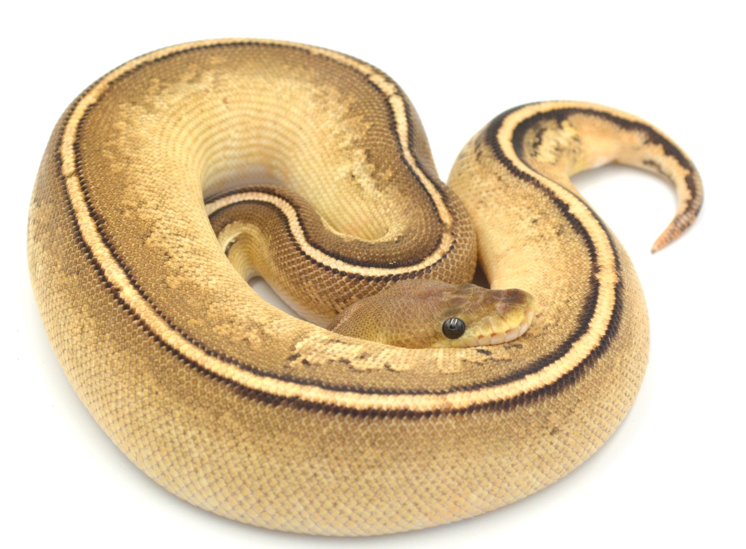 Firemon Bongo Het Clown Ball Python by Wreck room snakes - MorphMarket