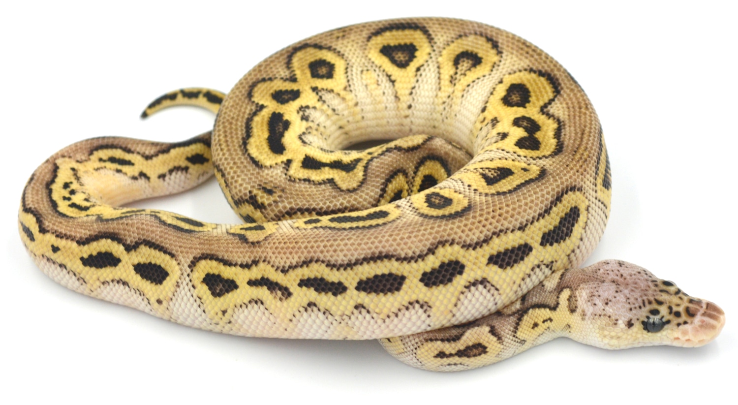 Pastel Bongo Spotnose Clown Ball Python by Wreck room snakes - MorphMarket