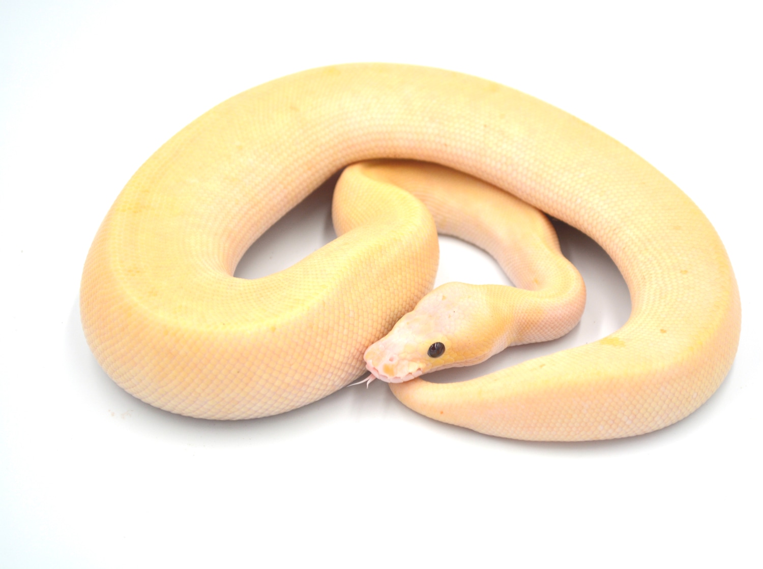 Pastel Banana Champagne Gravel Or Yb Poss Super Pastel Ball Python by ...