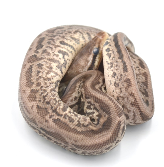 Pewter Leopard Spotnose Ball Python by Wreck room snakes