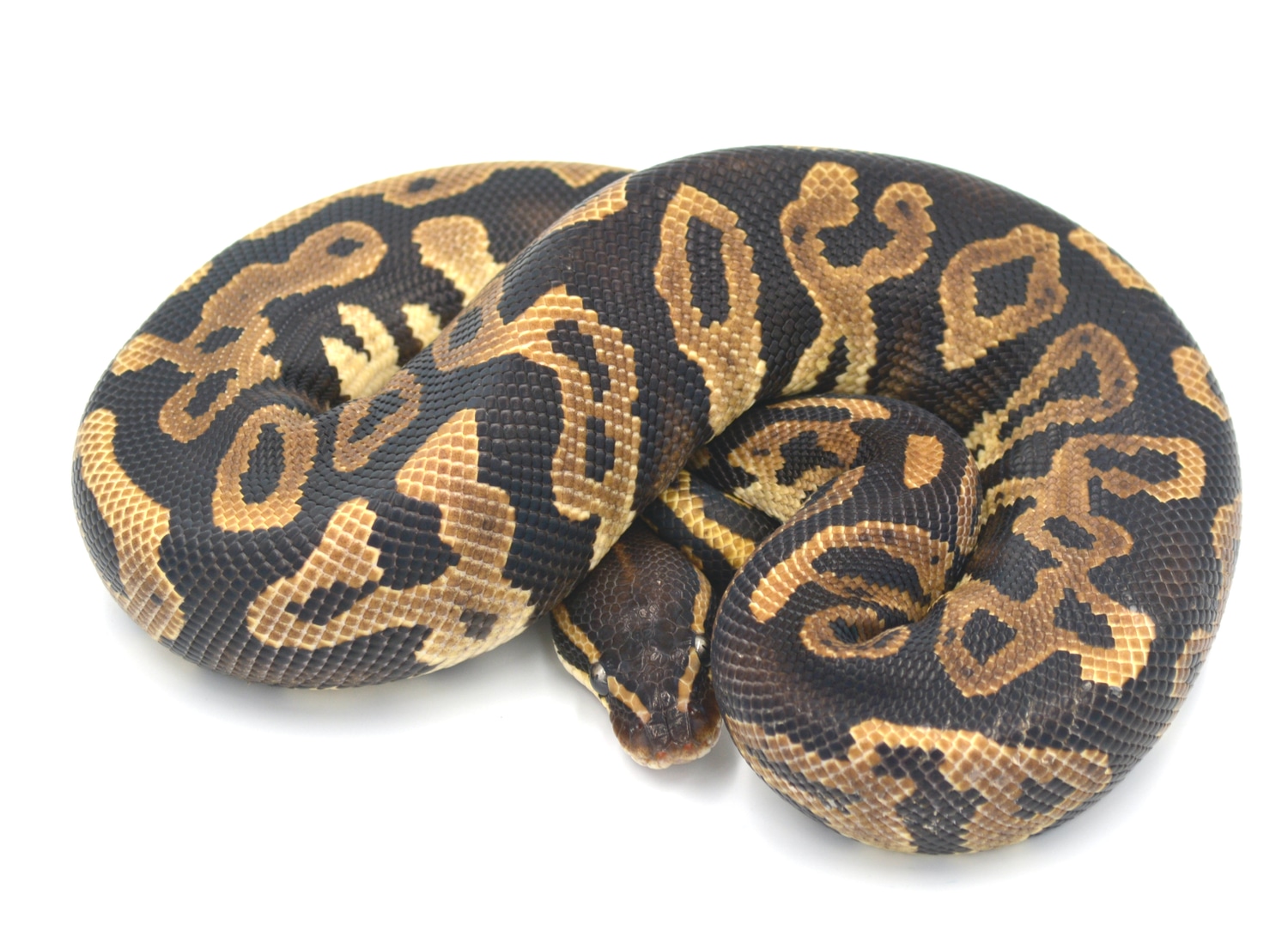 Leopard Mystic Or Mojave Ball Python by Wreck room snakes - MorphMarket