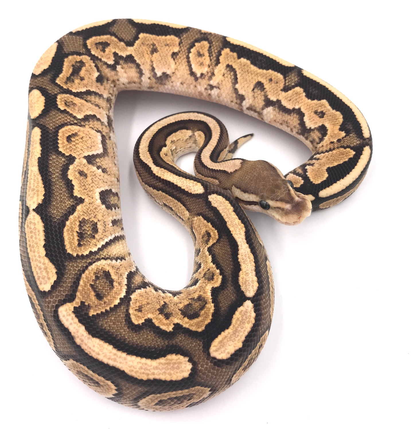 Firemon Double Het Paint Clown Poss Yb Ball Python by Wreck room snakes ...
