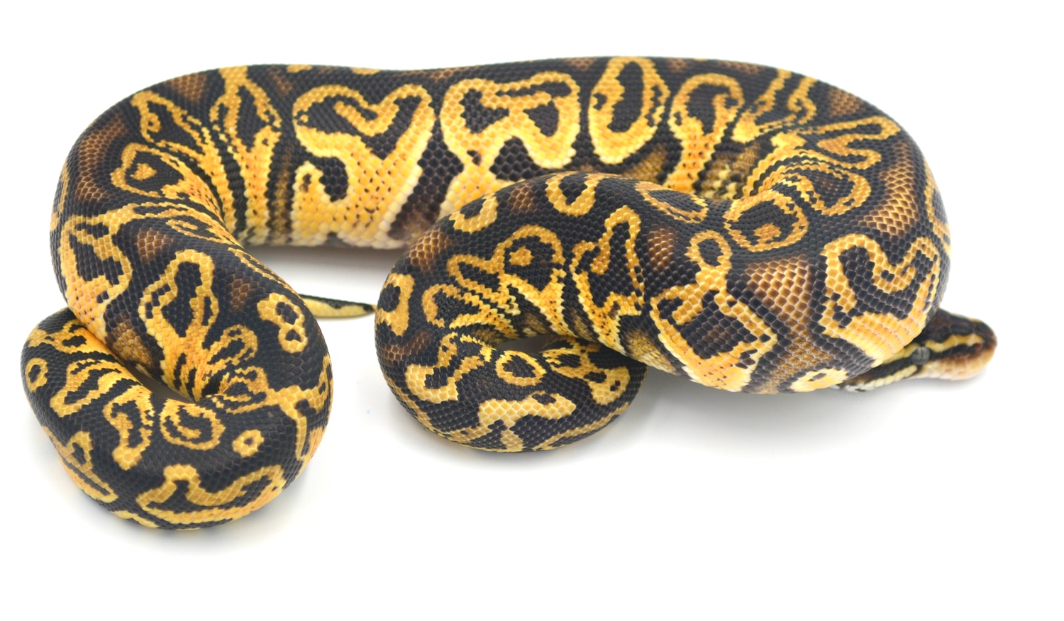 Pastel Blitz Poss Yb Ball Python by Wreck room snakes - MorphMarket