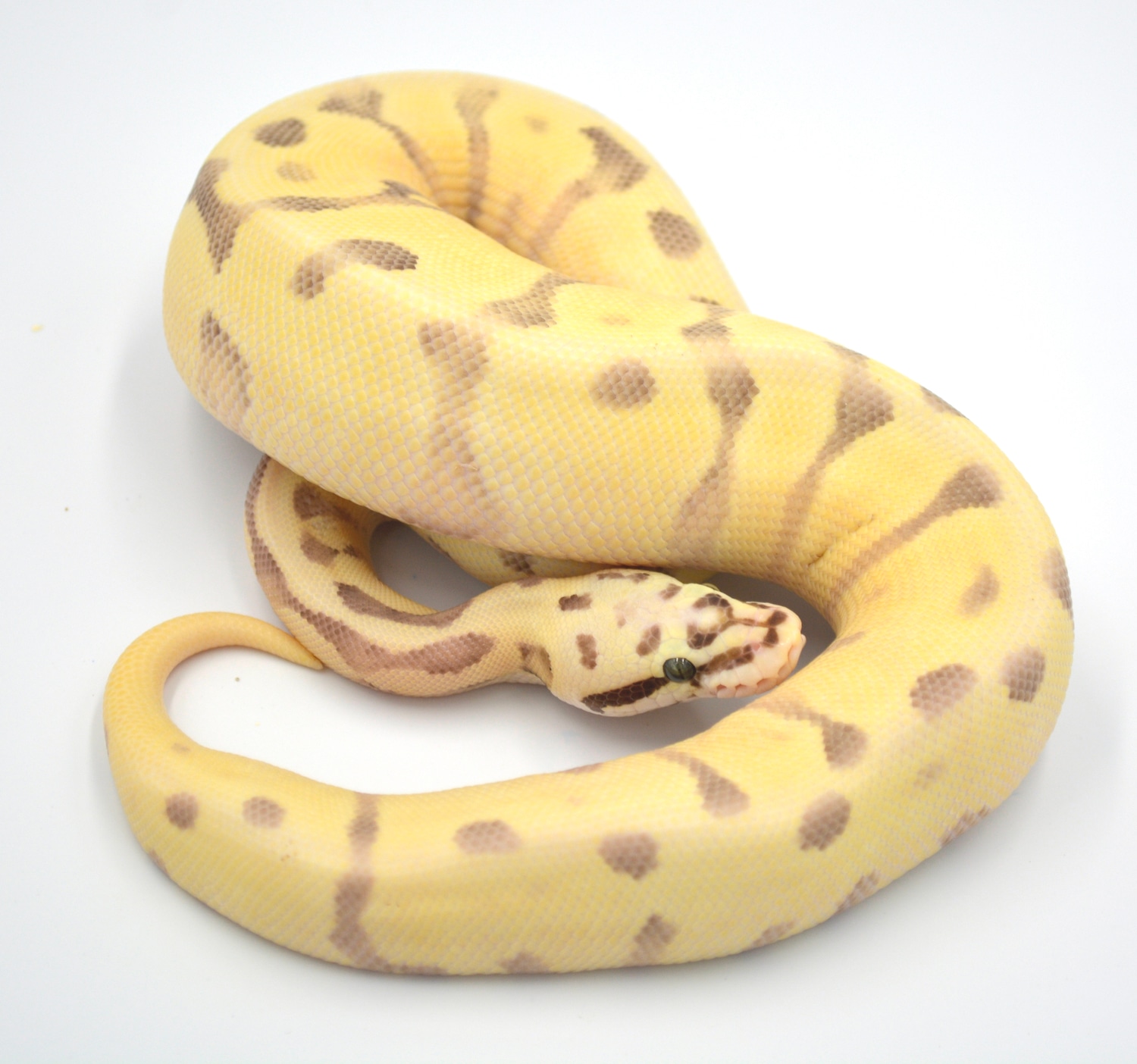 Vanilla Cream Enchi Orange Dream Spider Ball Python by Wreck room ...