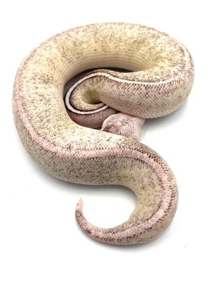 Fire Pewter Het Clown Ball Python by Wreck room snakes