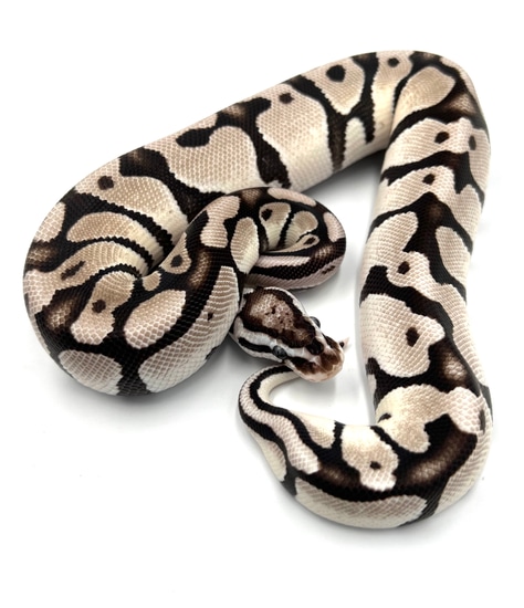 Fire Or Vanilla Axanthic VPI Ball Python by Wreck room snakes