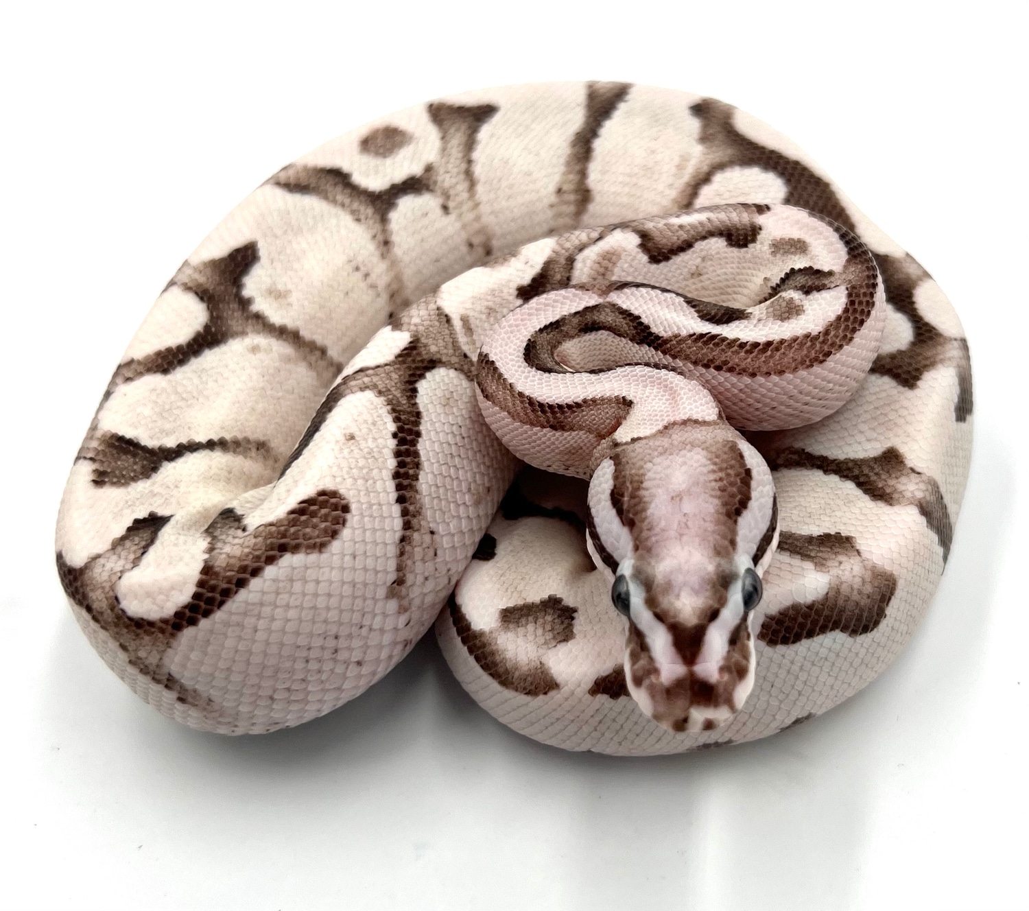 Vanilla Cream Axanthic Vpi Ball Python by Wreck room snakes - MorphMarket