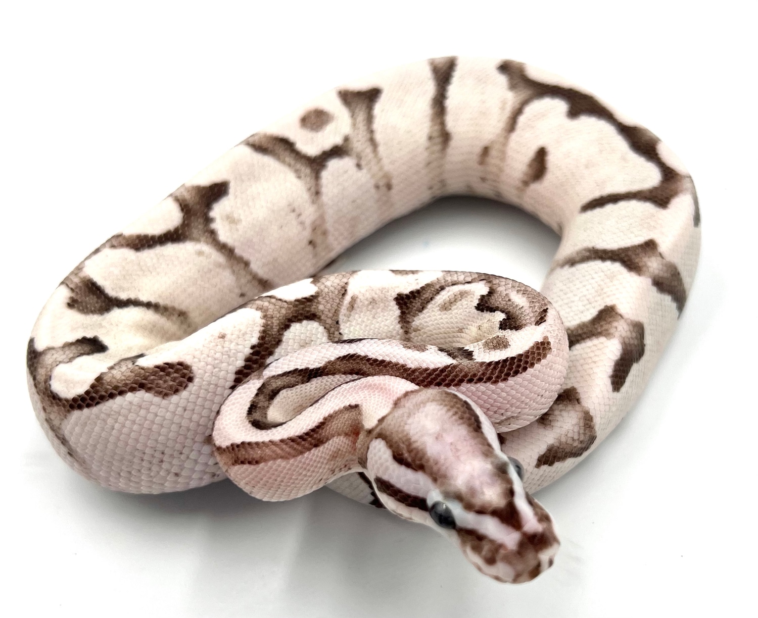 Vanilla Cream Axanthic Vpi Ball Python by Wreck room snakes - MorphMarket