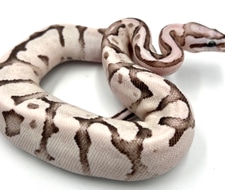 Vanilla Cream Axanthic Vpi Ball Python by Wreck room snakes - MorphMarket
