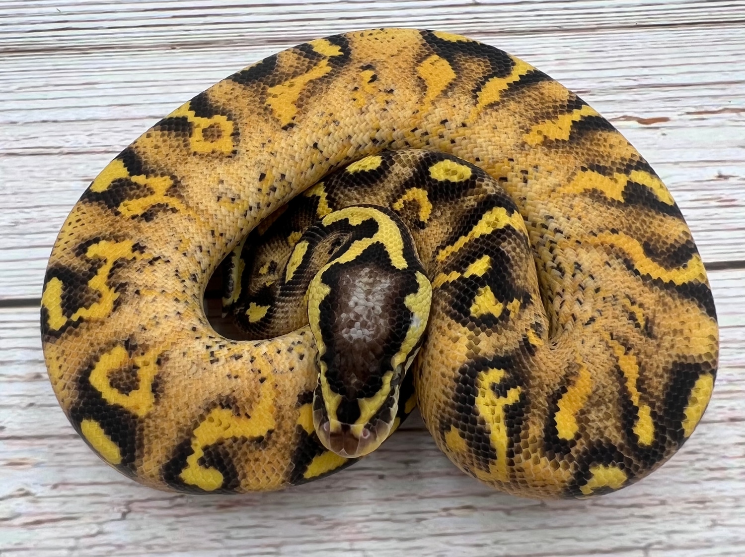 Pastel Super Gravel Ball Python by Wreck room snakes - MorphMarket