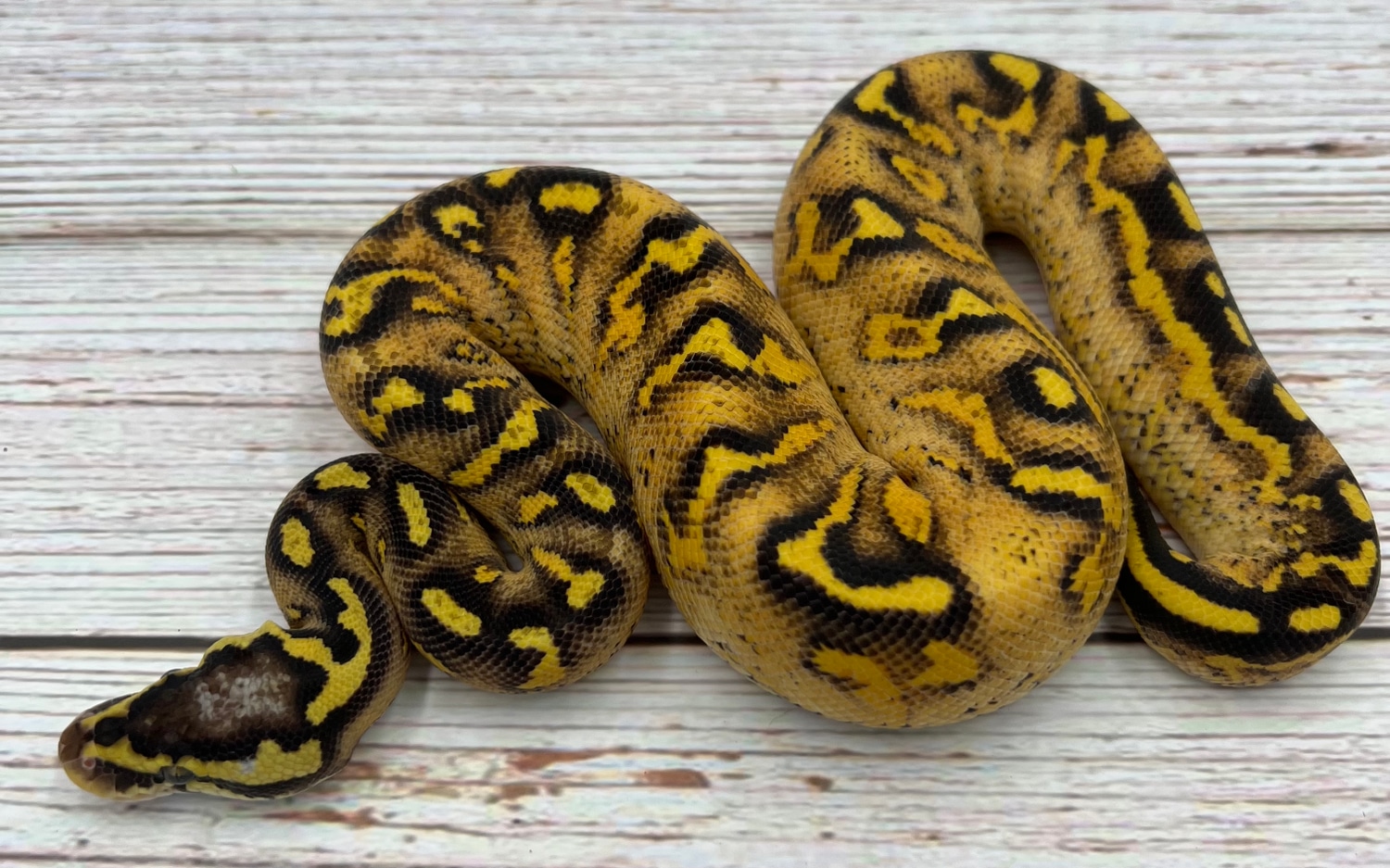 Pastel Super Gravel Ball Python by Wreck room snakes - MorphMarket