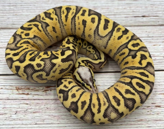 Superfly Spotnose Het Clown Ball Python by Wreck room snakes