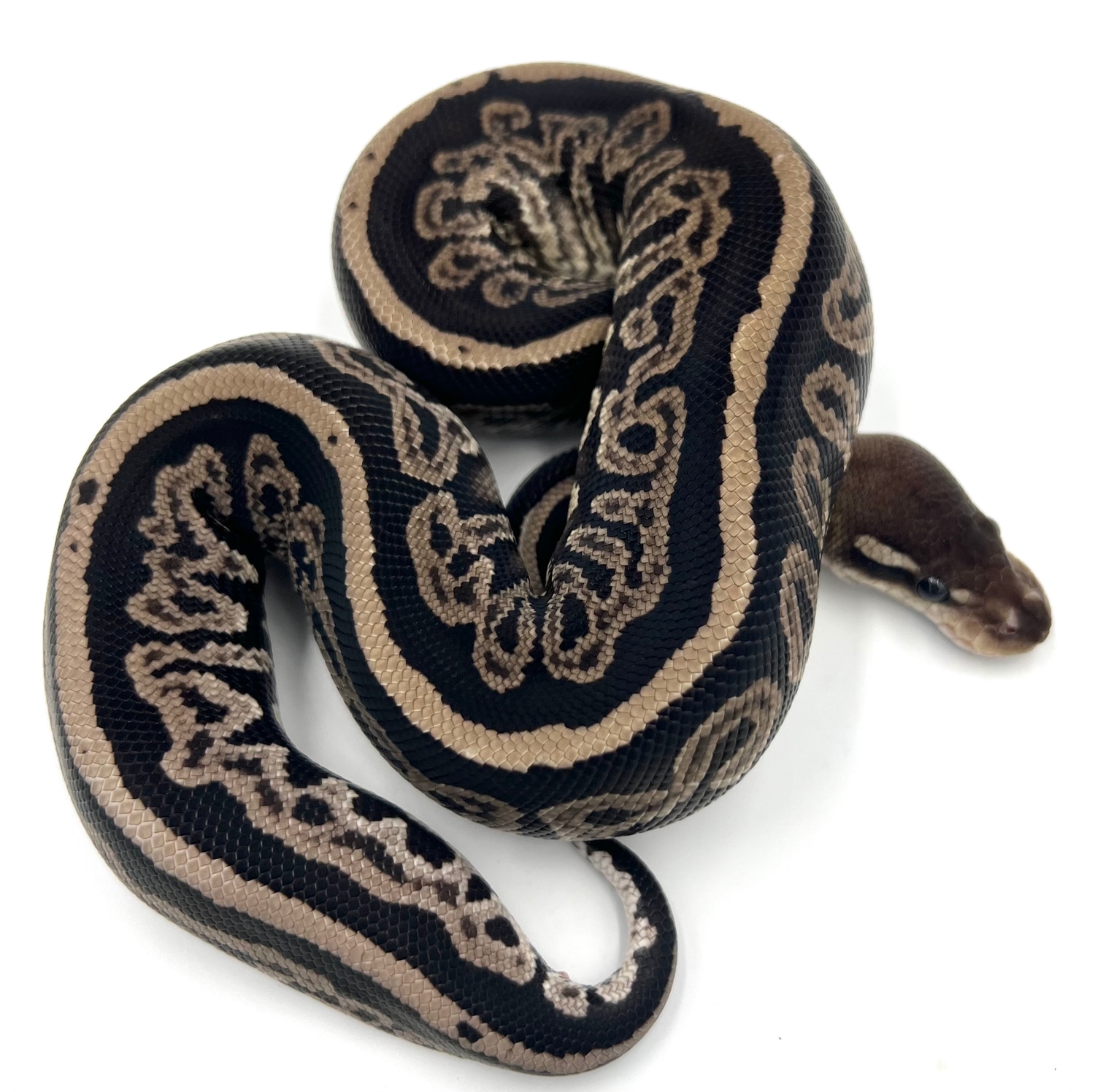 Gargoyle Ball Python by Wreck room snakes - MorphMarket