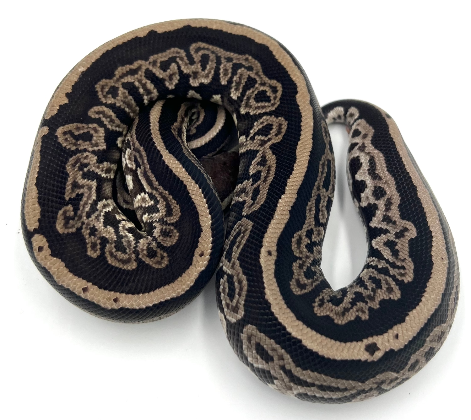 Gargoyle Ball Python by Wreck room snakes - MorphMarket