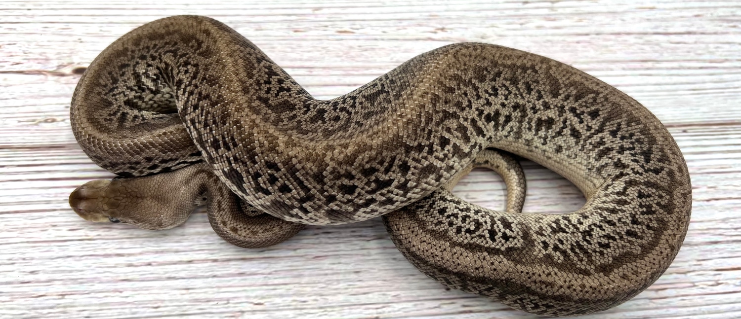 Gargoyle Leopard Ball Python by Wreck room snakes - MorphMarket
