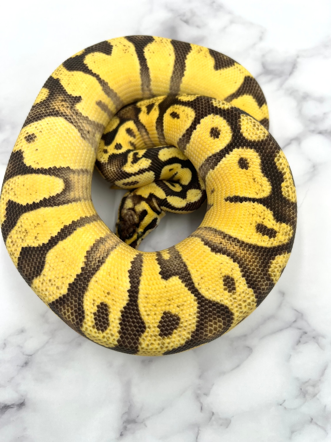 Firefly Enchi Ball Python by Wreck room snakes - MorphMarket