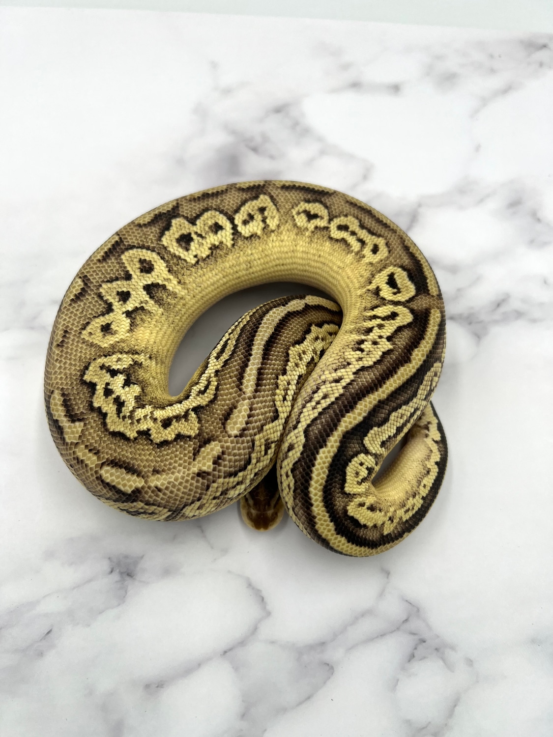 Pastel Bongo Mojave Or Mystc Ball Python by Wreck room snakes - MorphMarket
