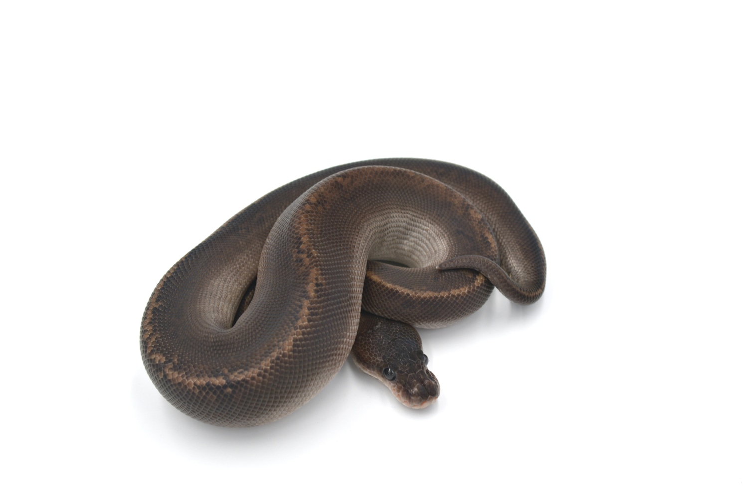 Suma Black Pastel 2 Ball Python by Wreck room snakes - MorphMarket