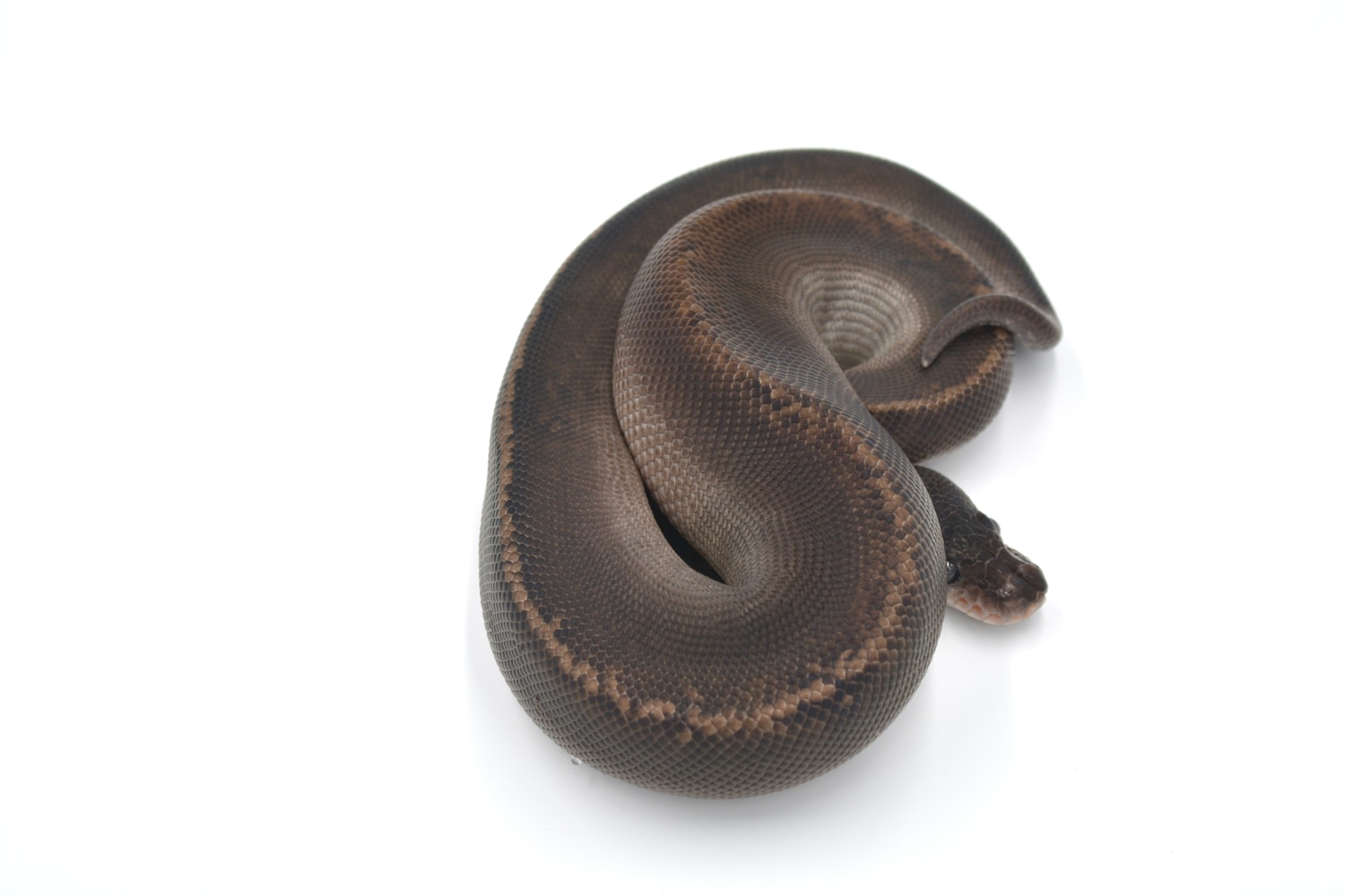 Suma 2 Ball Python by Wreck room snakes - MorphMarket