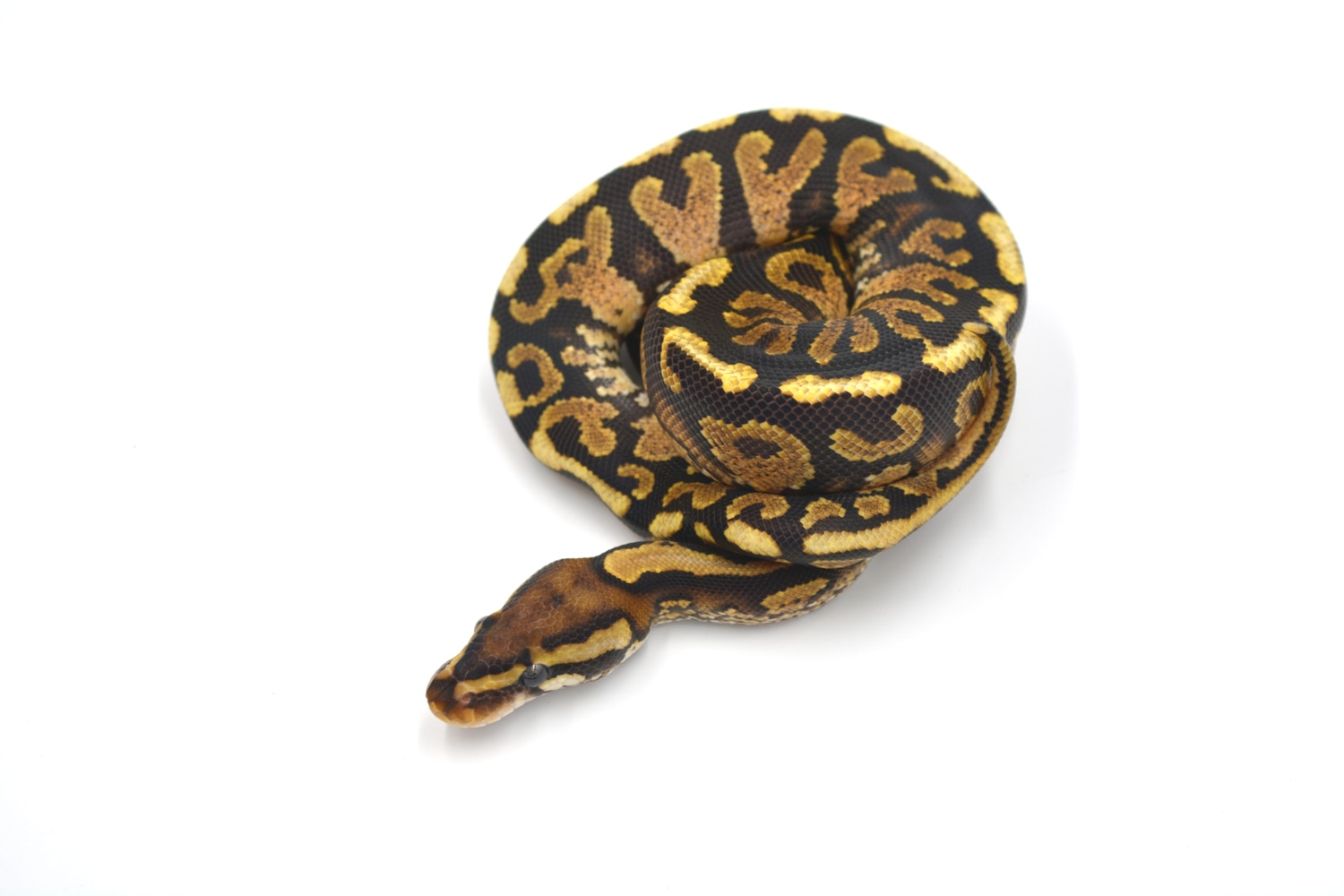 Spotnose Paint Ball Python by Wreck room snakes - MorphMarket