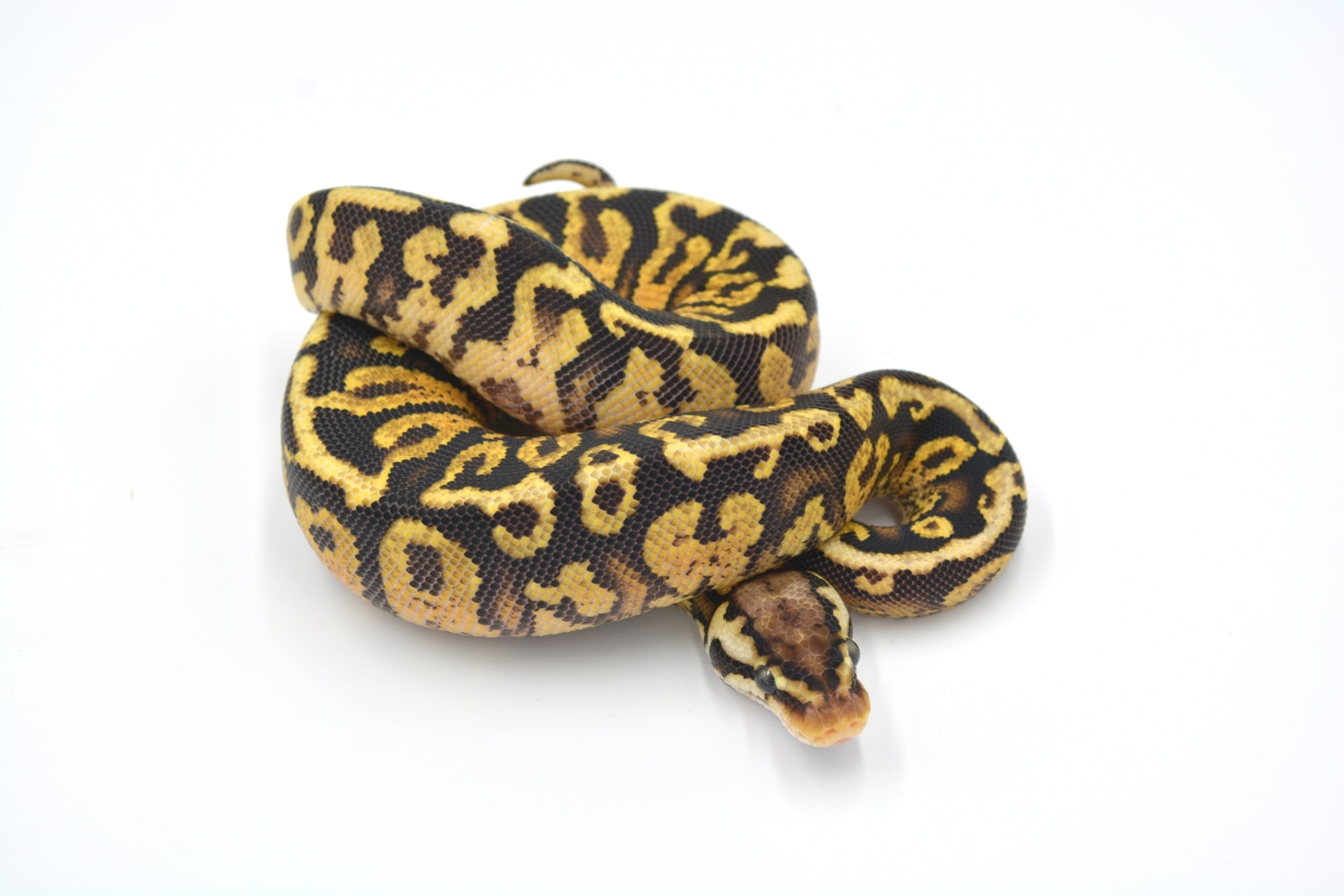 Pastel Spotnose Paint Ball Python by Wreck room snakes - MorphMarket