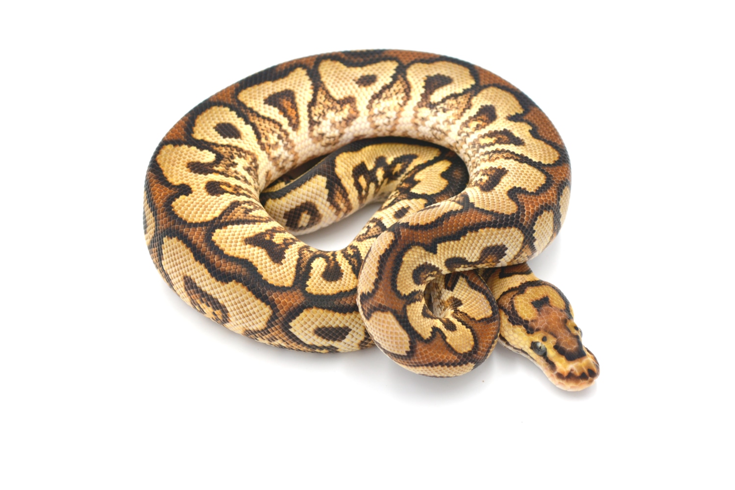 Enchi Cinnamon Spotnose (Twilight) Clown Ball Python by Wreck room snakes - MorphMarket