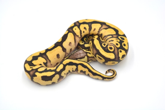 Firefly 100% Het Clown Ball Python by Wreck room snakes