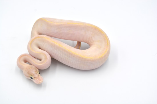 IVORY 3 Ball Python by Wreck room snakes