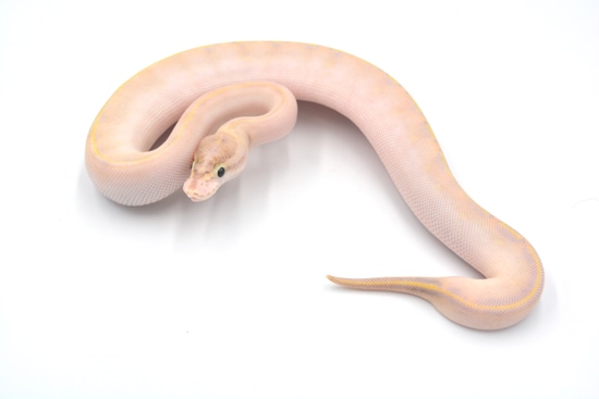 Ivory 4 Ball Python by Wreck room snakes