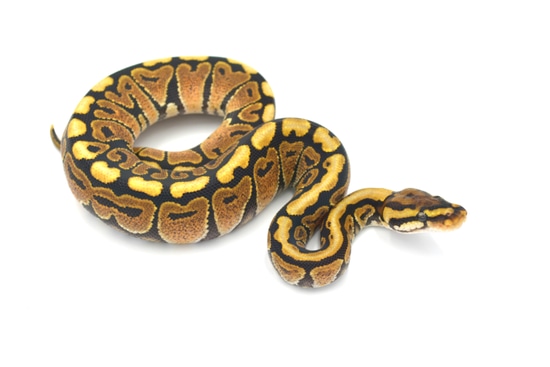Spotnose 100% Het Paint Ball Python by Wreck room snakes