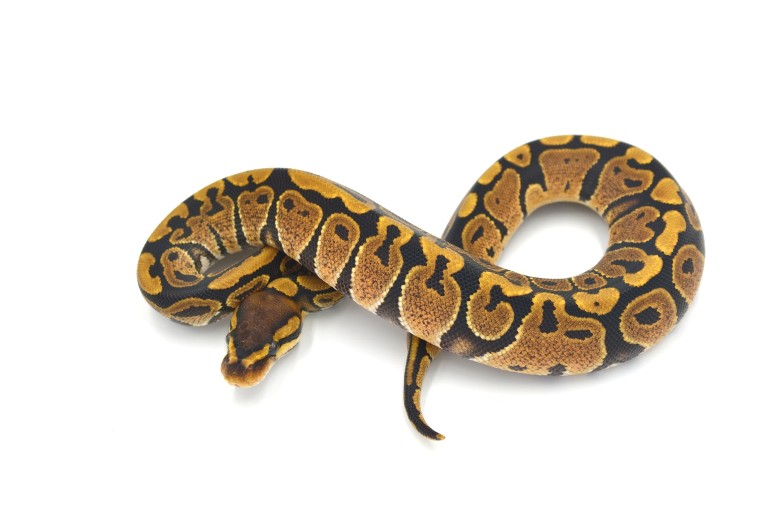 100% Het Paint Ball Python by Wreck room snakes - MorphMarket