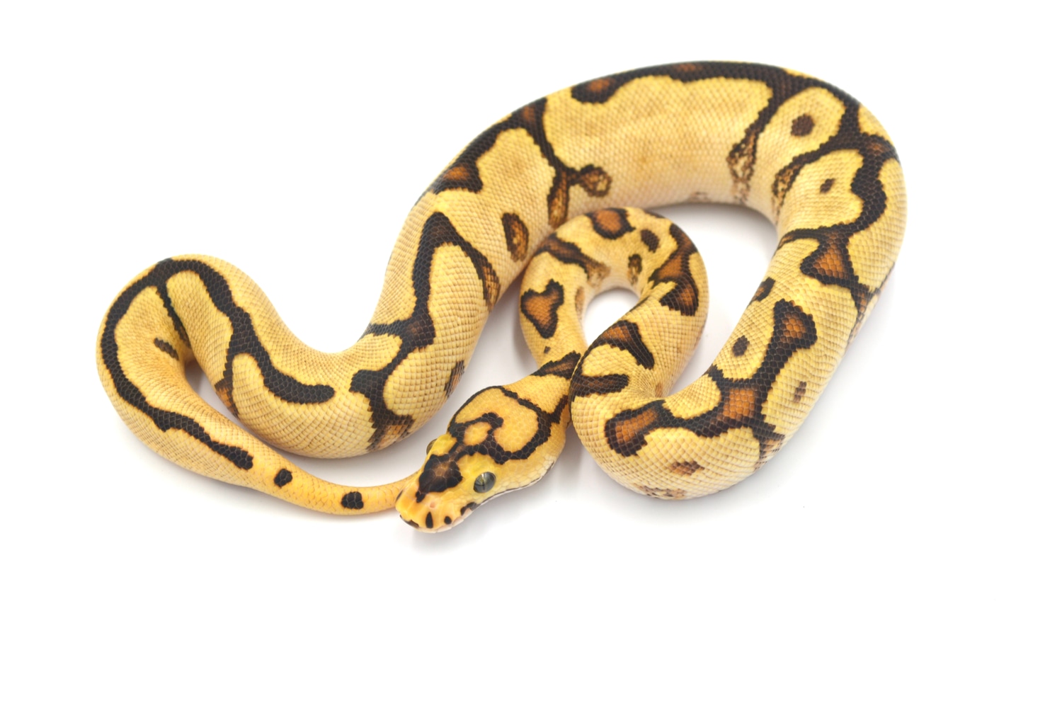 Fire Enchi Spotnose Clown Ball Python by Wreck room snakes - MorphMarket