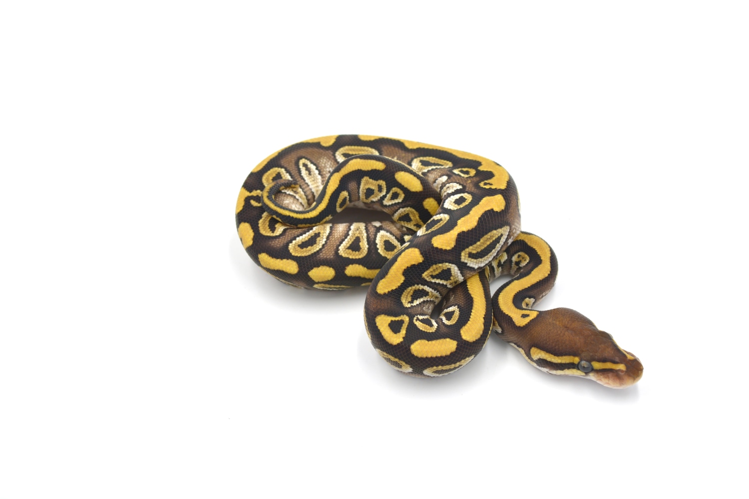 Fire Mojave 100% Het Clown Ball Python by Wreck room snakes - MorphMarket