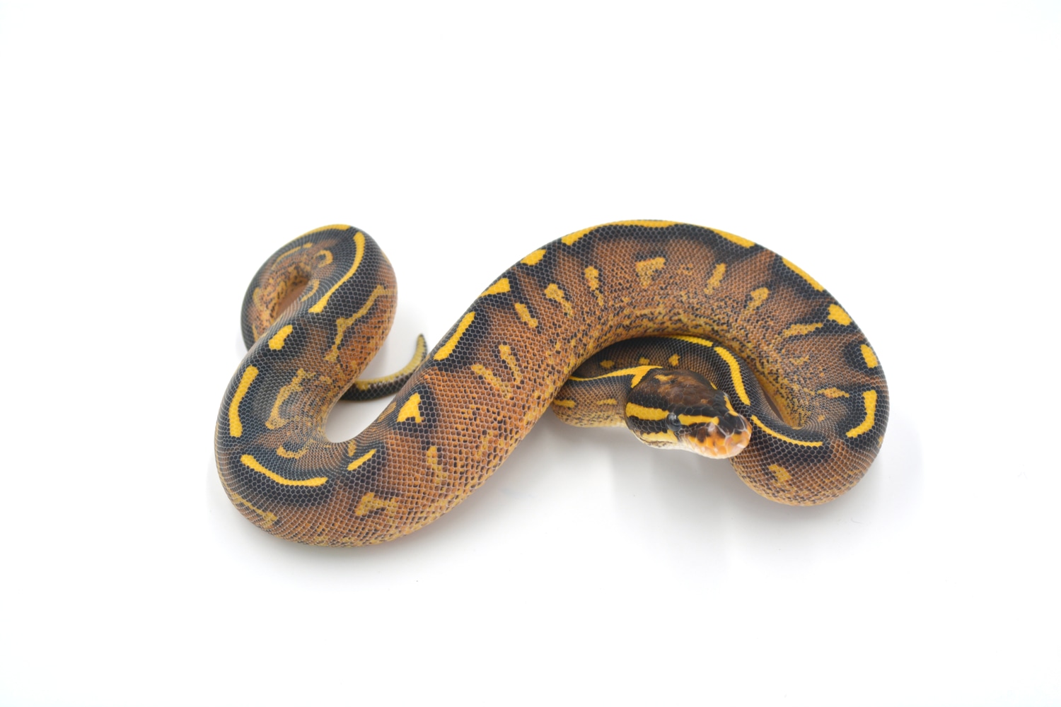Highway Ball Python by Wreck room snakes - MorphMarket