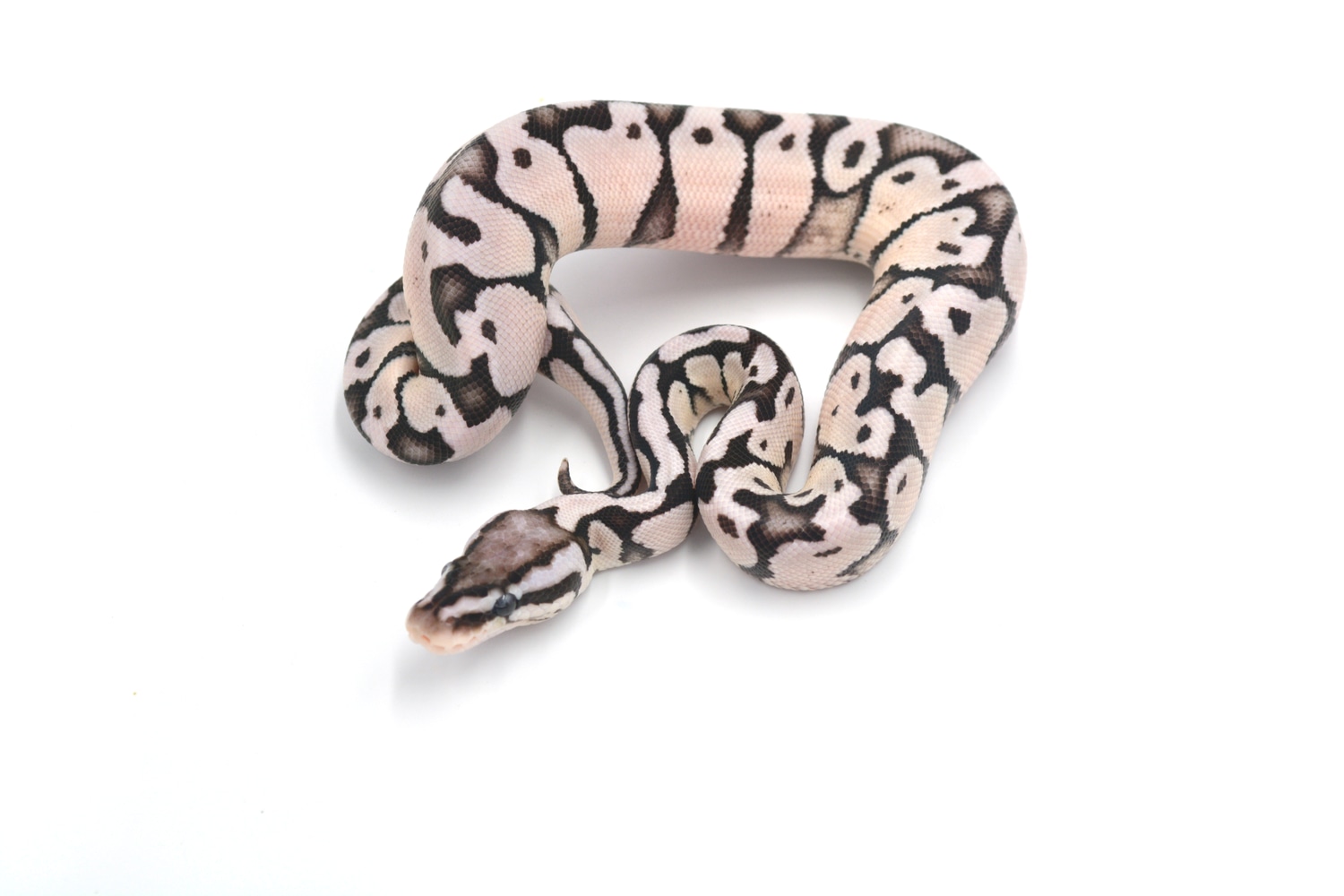 Super Pastel Axanthic (VPI) 66% Het Desert Ghost Ball Python by Wreck ...