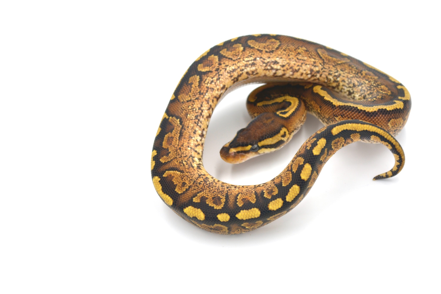 Yellow Belly Paint Ball Python by Wreck room snakes - MorphMarket