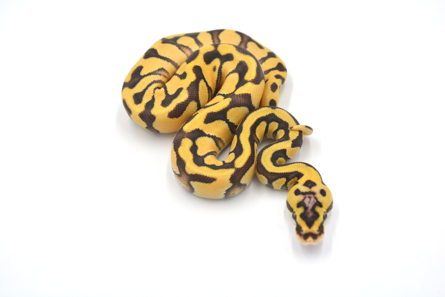 Crypton Super Enchi Pastel Ball Python by Wreck room snakes - MorphMarket