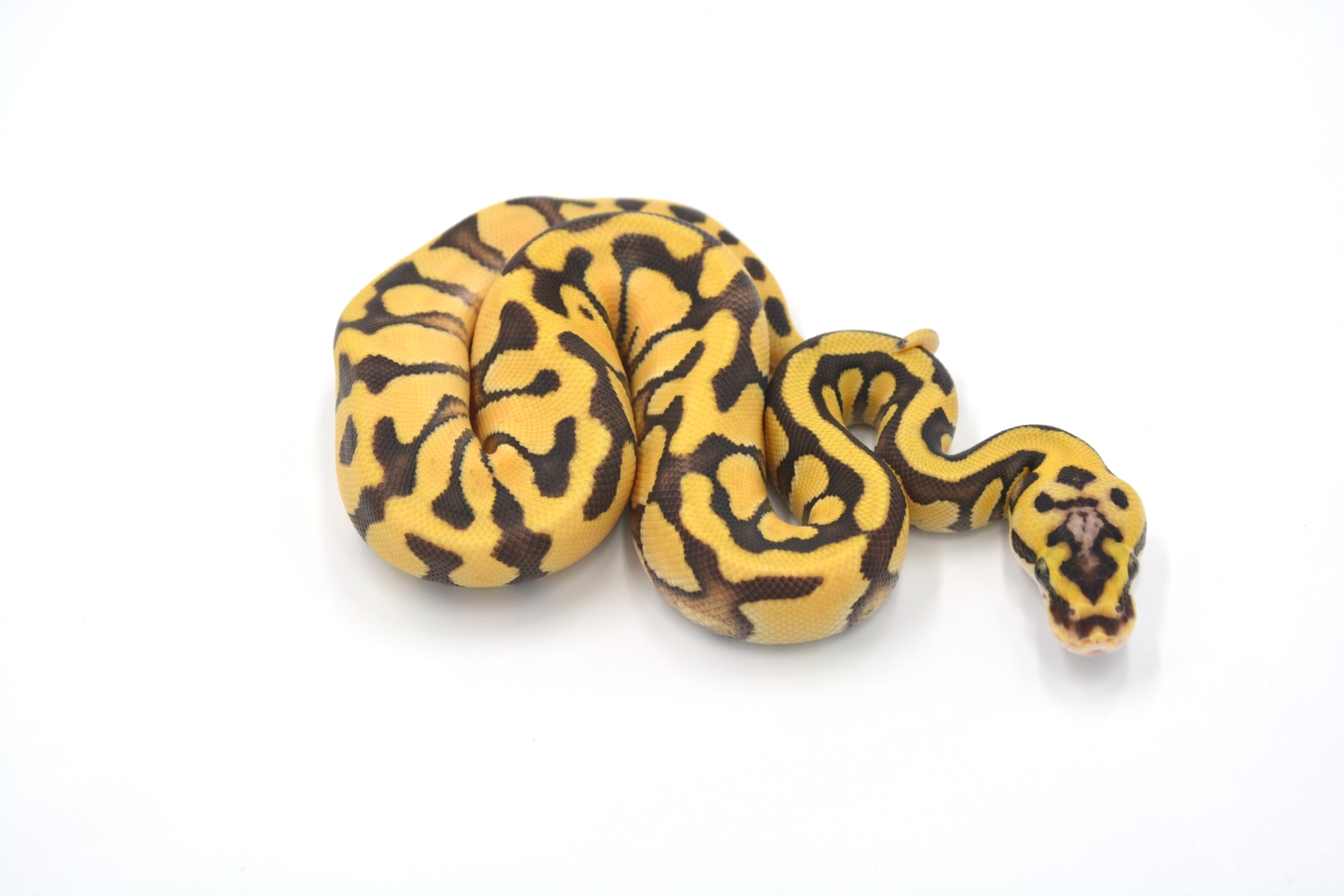 Crypton Super Enchi Pastel Ball Python by Wreck room snakes - MorphMarket