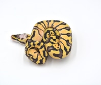 Crypton Super Enchi Pastel Ball Python by Wreck room snakes - MorphMarket